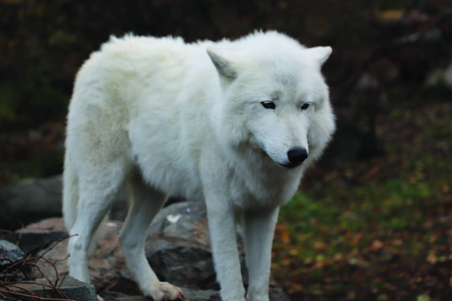 Wolf Ethogram A-G | International Wolf Center