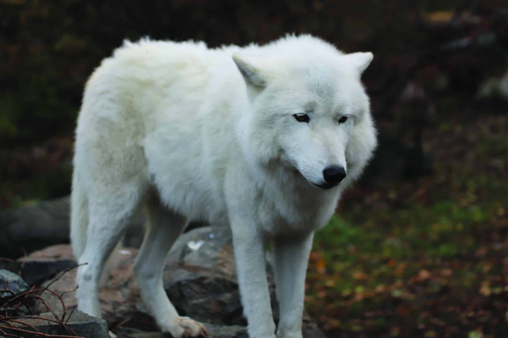 Wolf Ethogram A-G | International Wolf Center