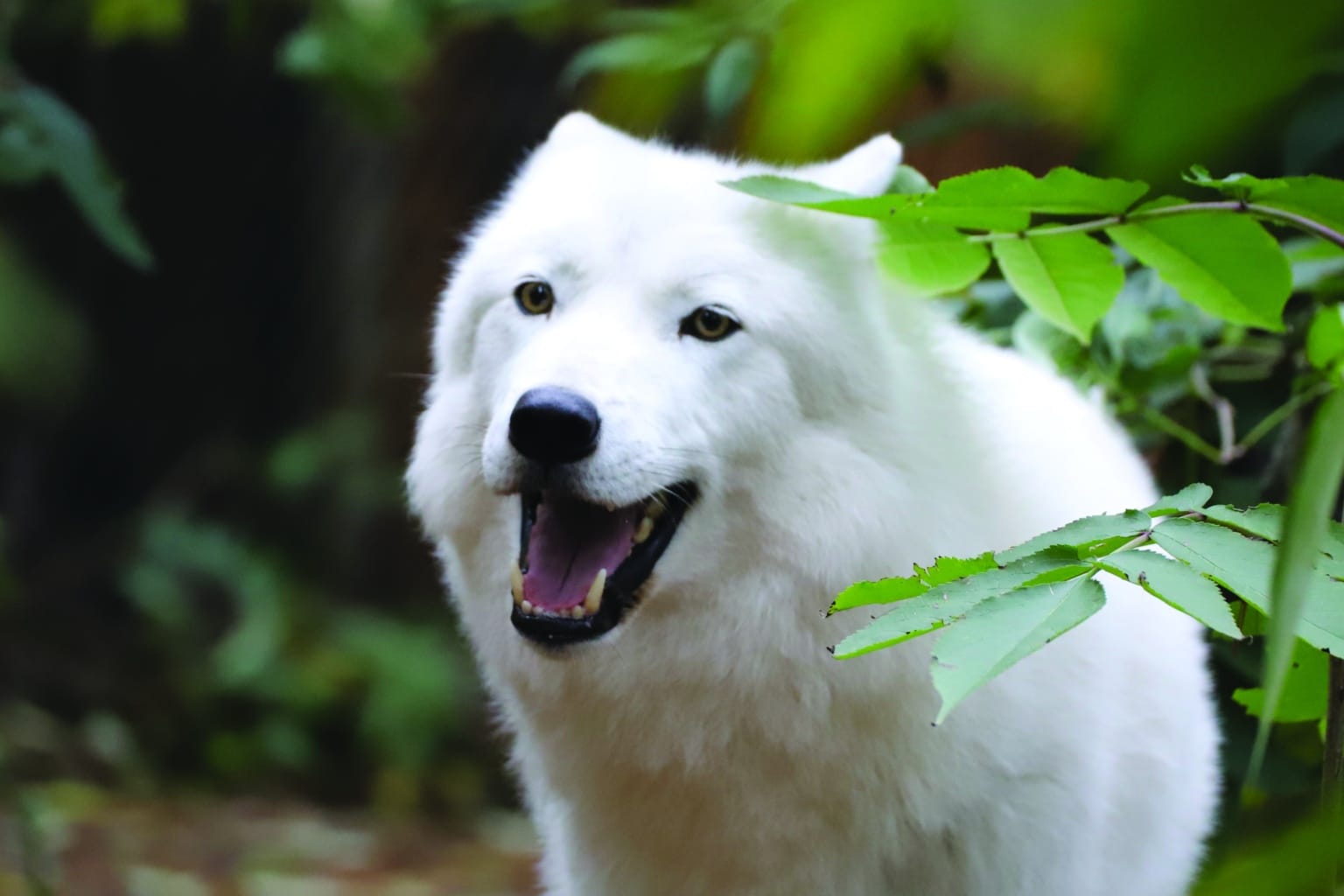 Wolf Ethogram A-G | International Wolf Center