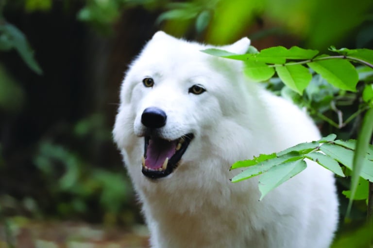 Wolf Ethogram A-G | International Wolf Center