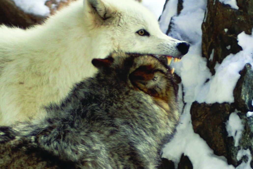 Wolf Ethogram A-G | International Wolf Center
