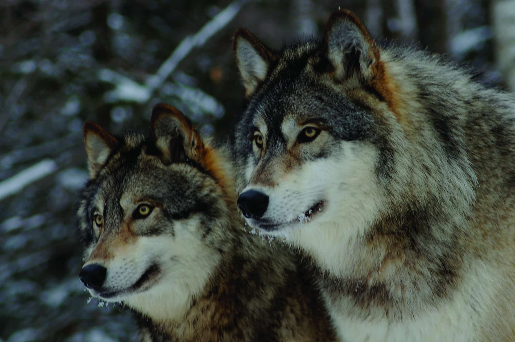 Wolf Ethogram A-G | International Wolf Center