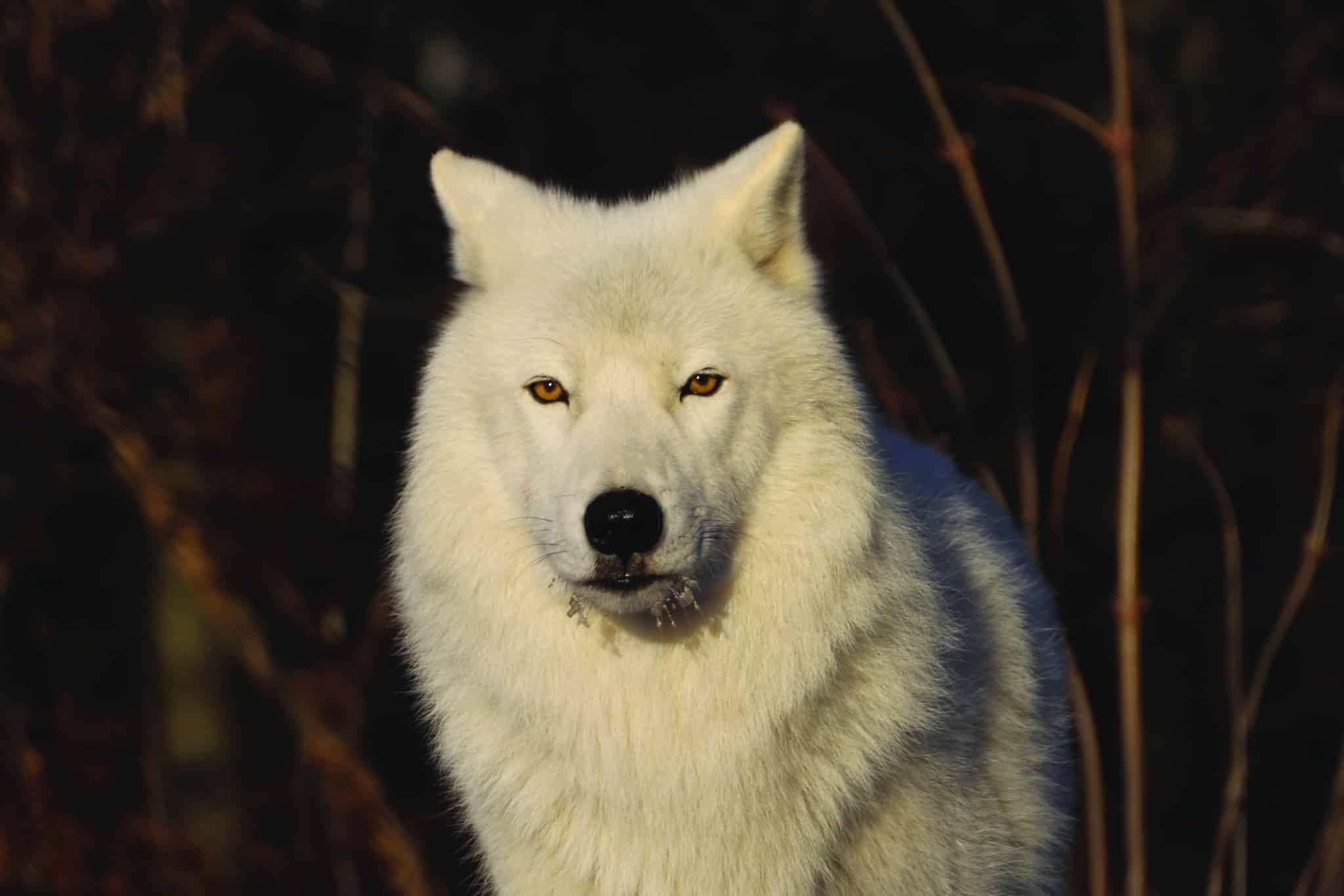 Wolf Ethogram A-G | International Wolf Center