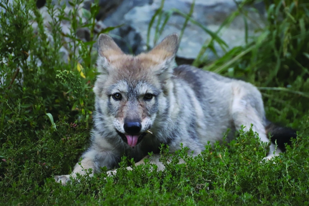Wolf Ethogram A-G | International Wolf Center