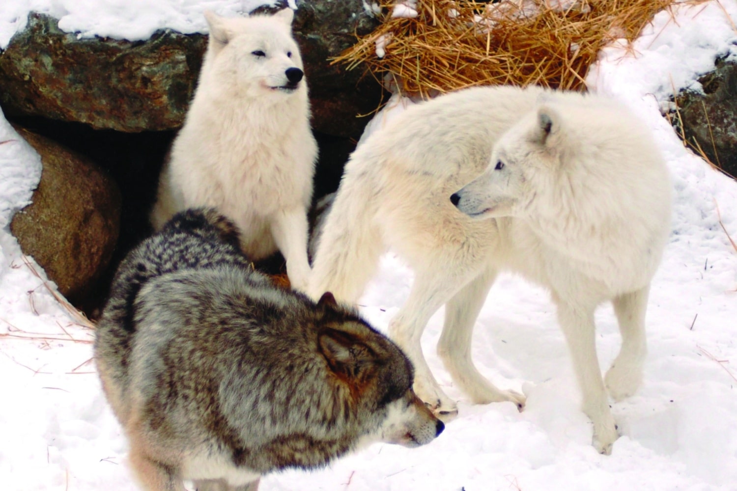 Wolf Ethogram A-G | International Wolf Center