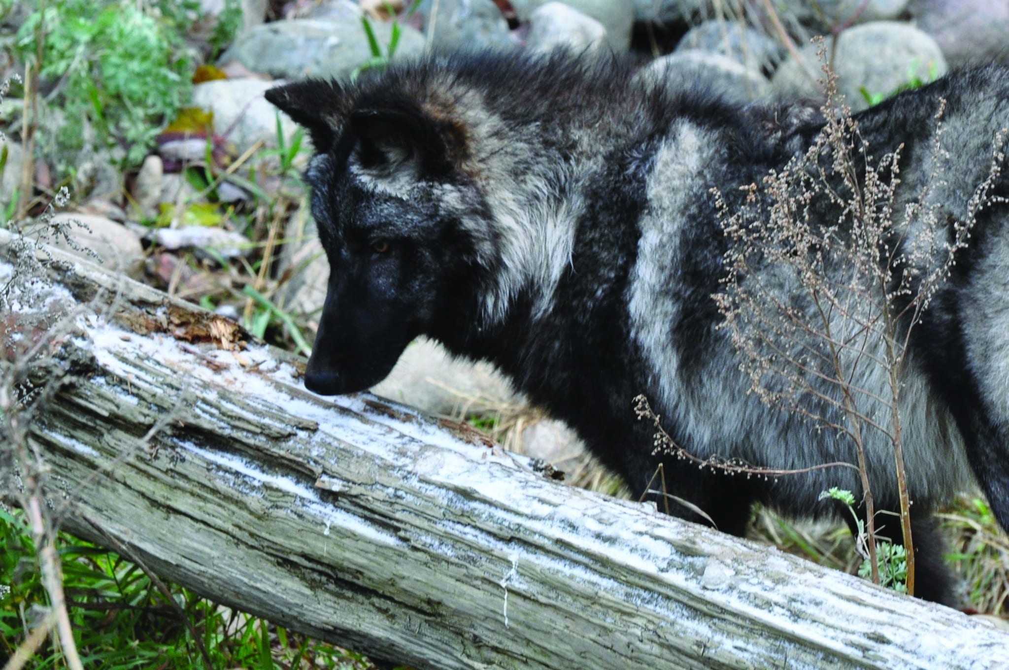 Wolf Ethogram A-G | International Wolf Center