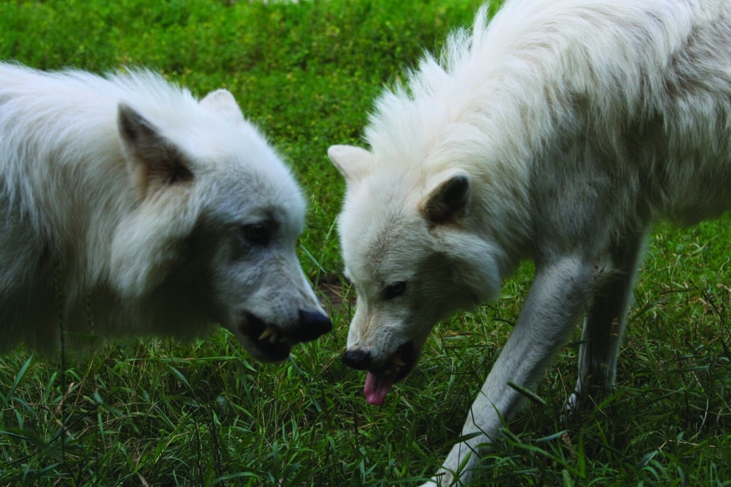 Wolf Ethogram H-P | International Wolf Center
