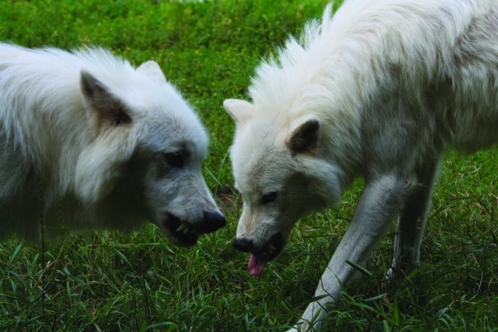 Wolf Ethogram H-P | International Wolf Center
