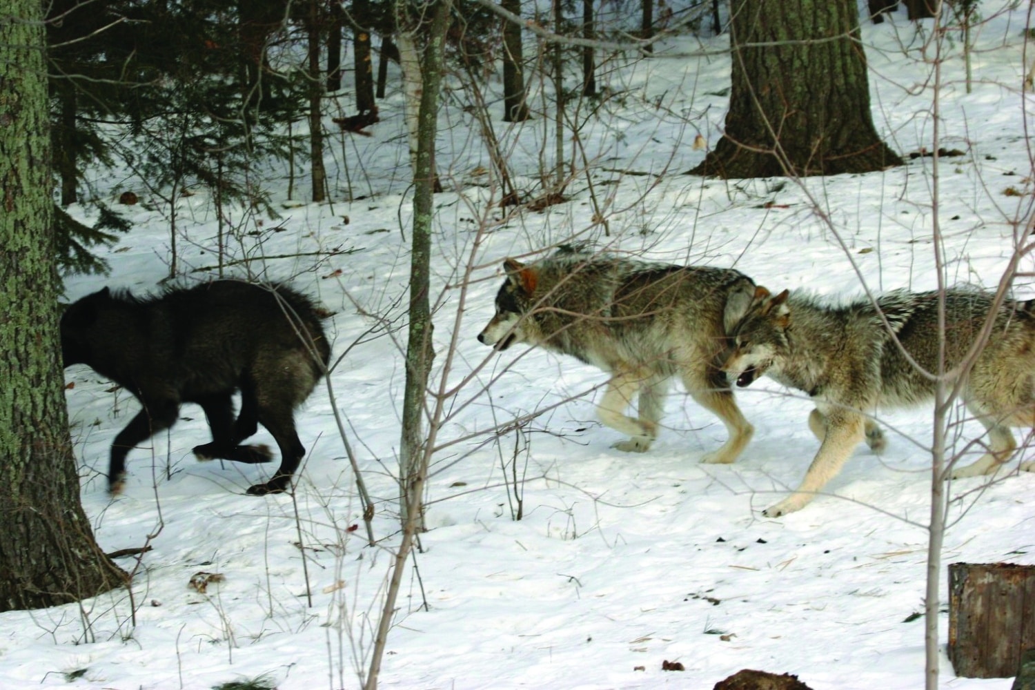 Wolf Ethogram H-P | International Wolf Center