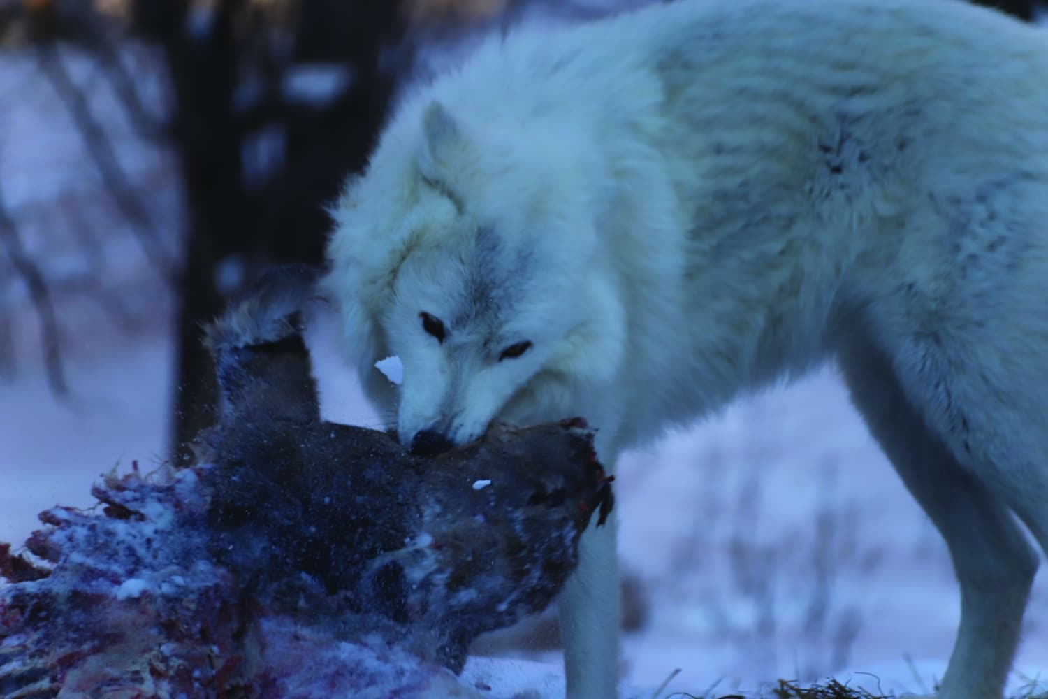 Wolf Ethogram H-P | International Wolf Center