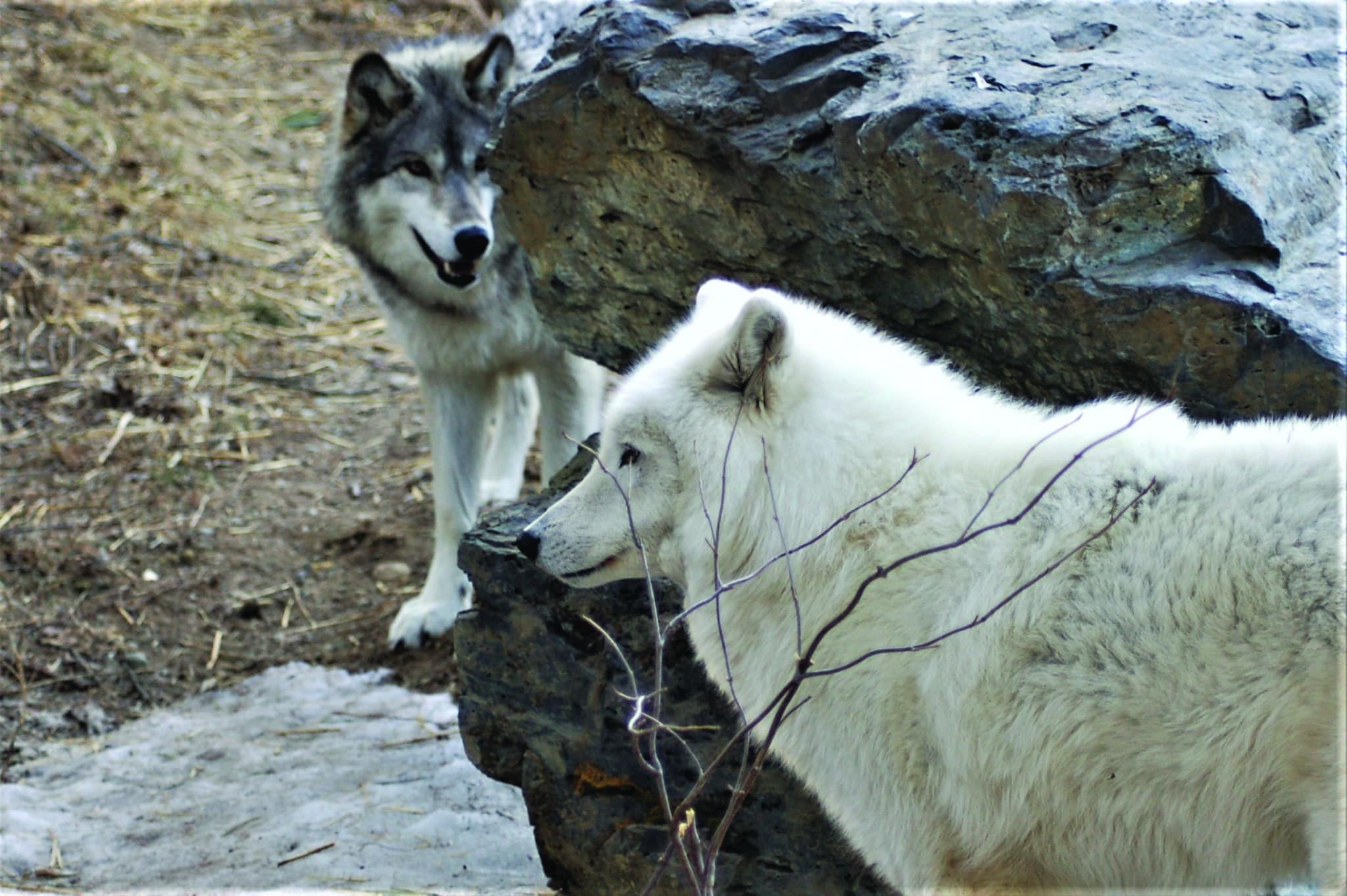 Wolf Ethogram H-P | International Wolf Center