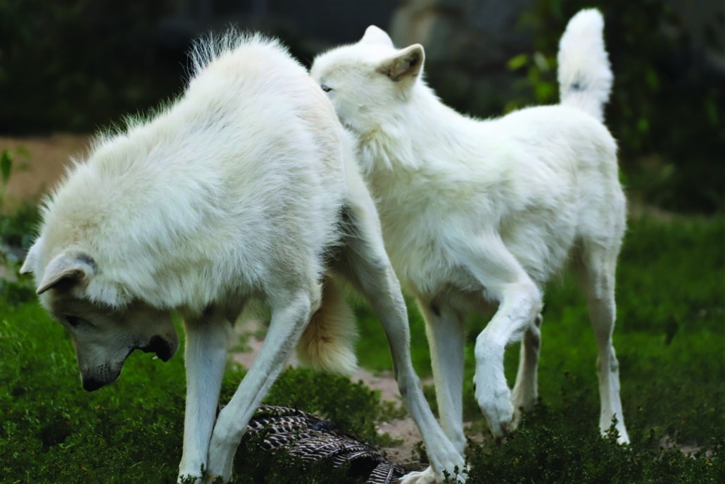 Wolf Ethogram H-P | International Wolf Center