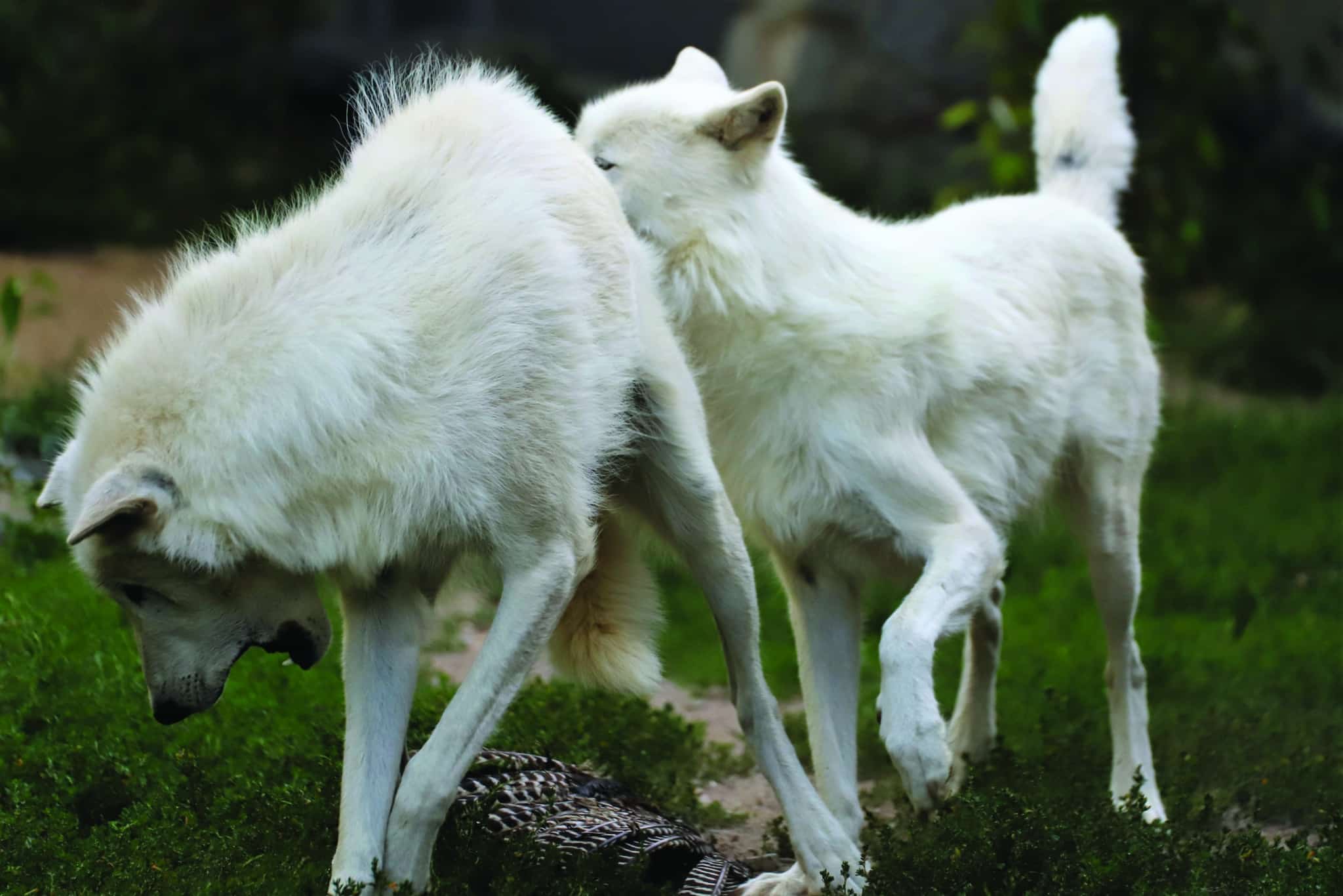 Wolf Ethogram H-P | International Wolf Center