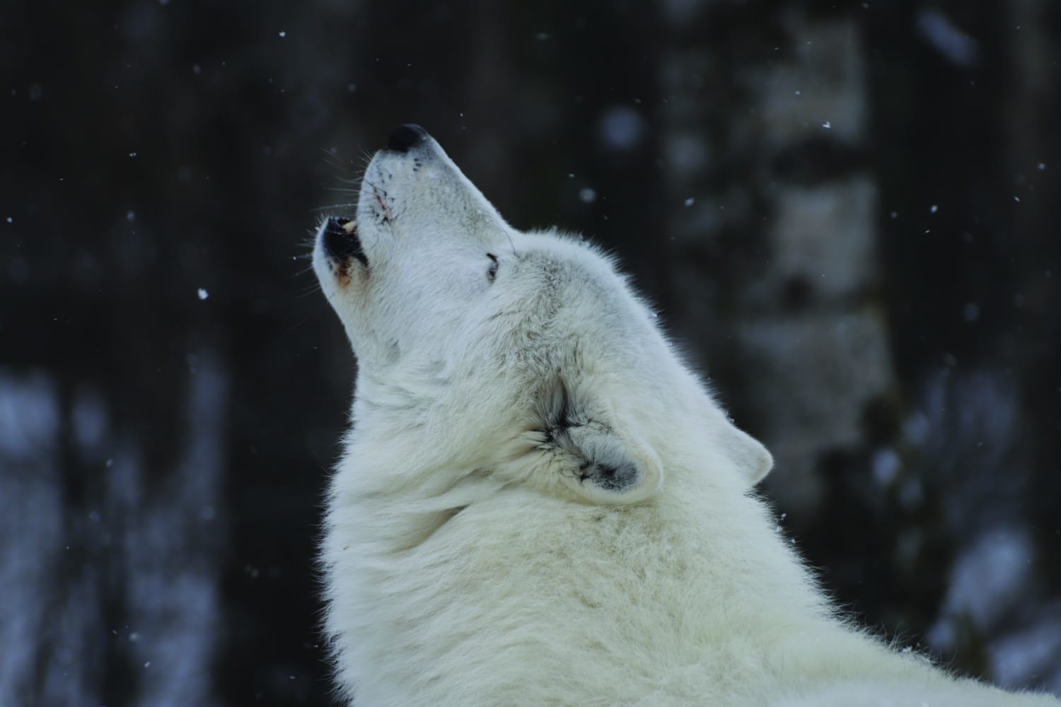 Wolf Ethogram H-P | International Wolf Center