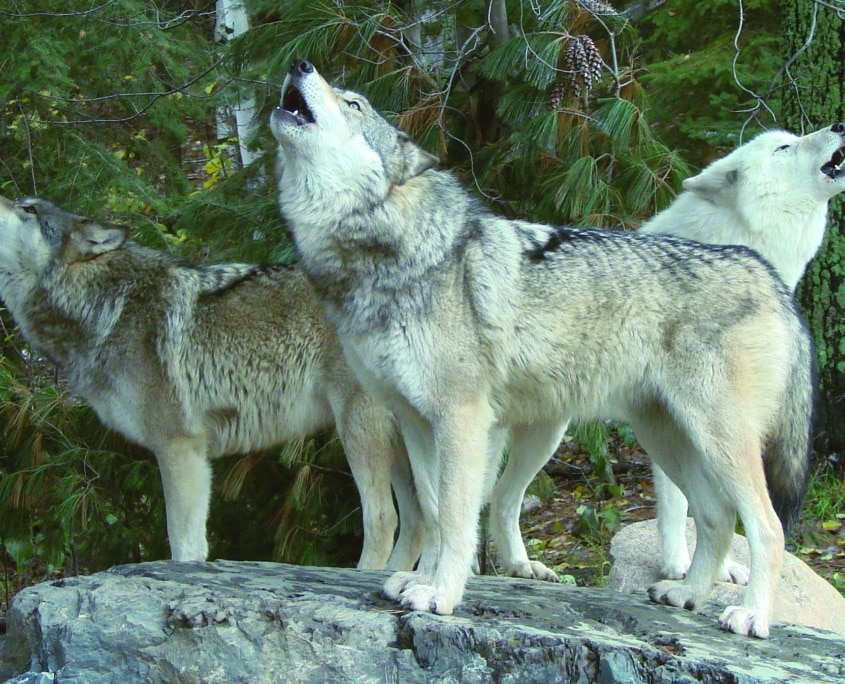 Wolf Ethogram | International Wolf Center