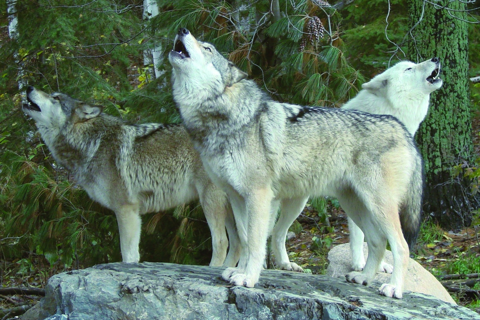 Wolf Ethogram H-P | International Wolf Center