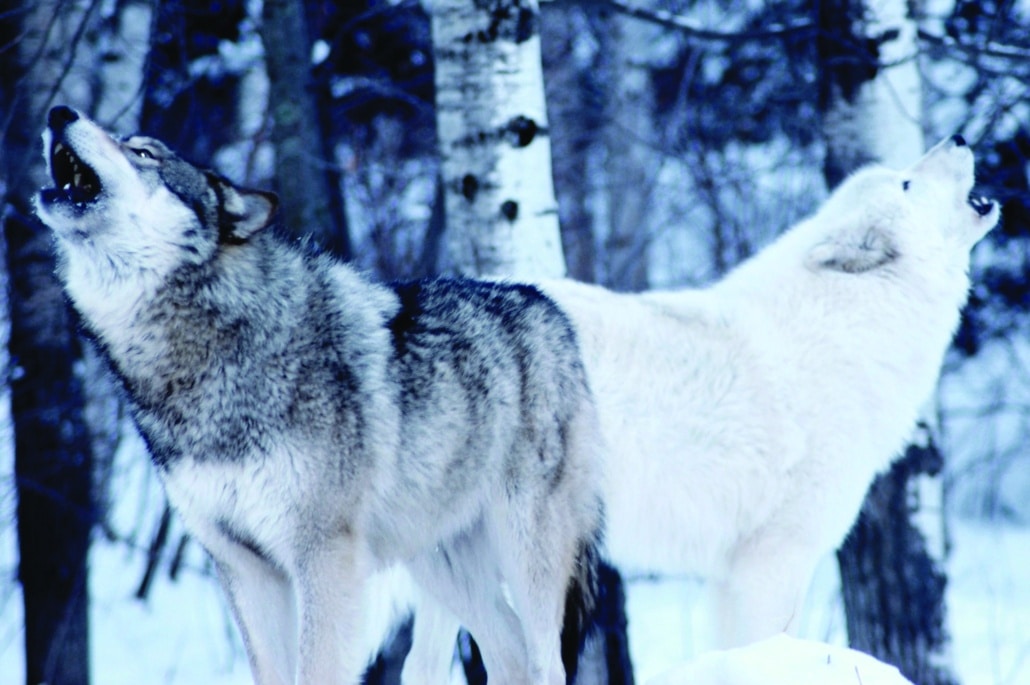 Wolf Ethogram H-P | International Wolf Center