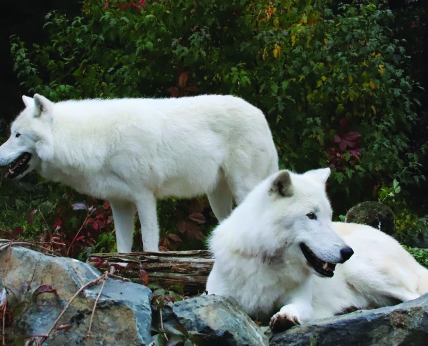 Wolf Ethogram | International Wolf Center