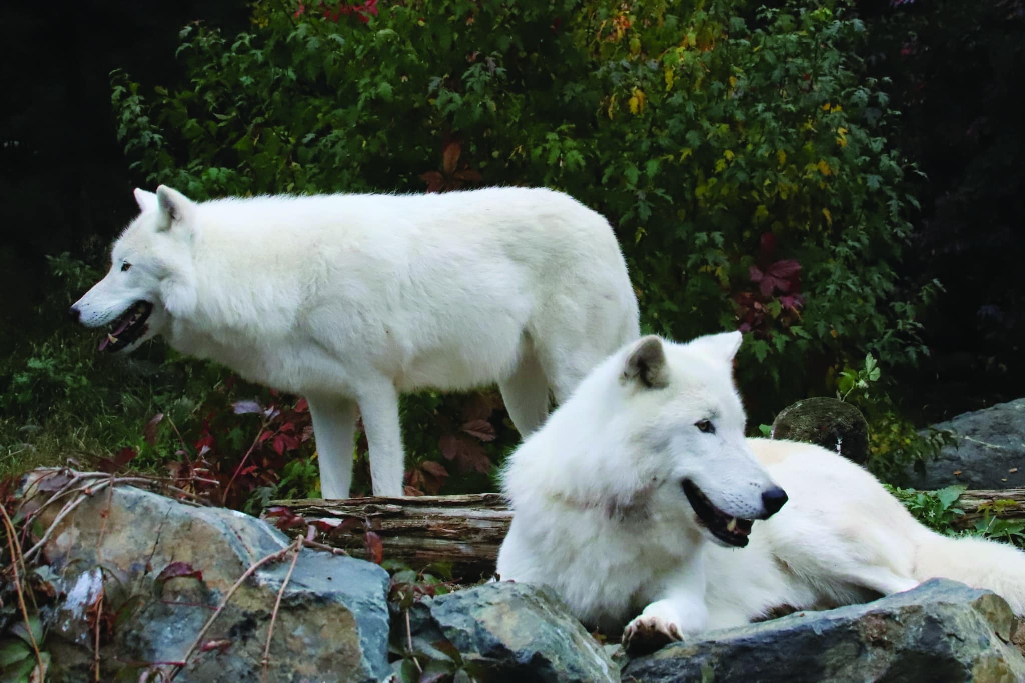 Wolf Ethogram H-P | International Wolf Center