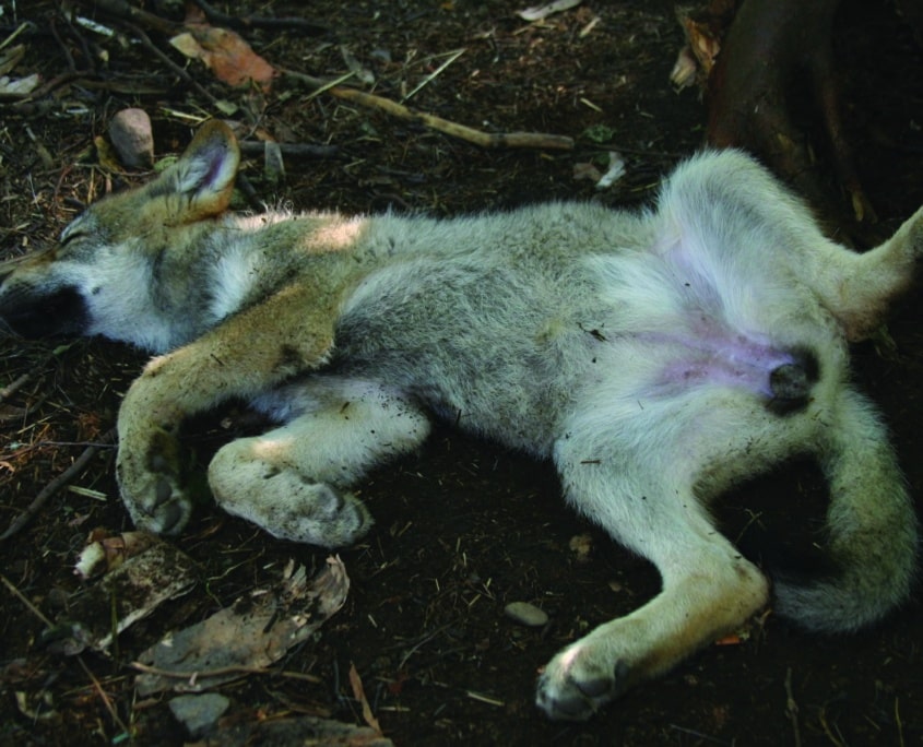 Wolf Ethogram | International Wolf Center