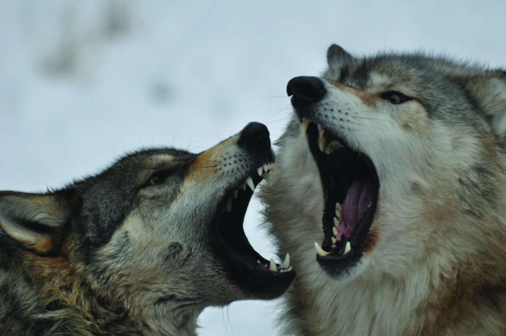 Wolf Ethogram H-P | International Wolf Center