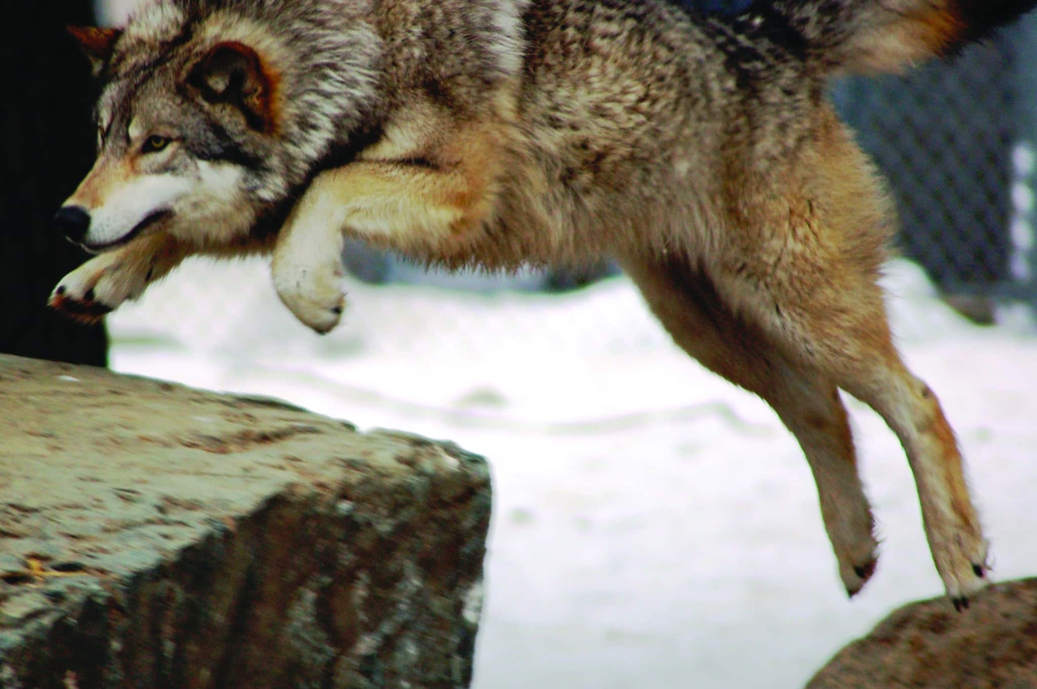 Wolf Ethogram H-P | International Wolf Center