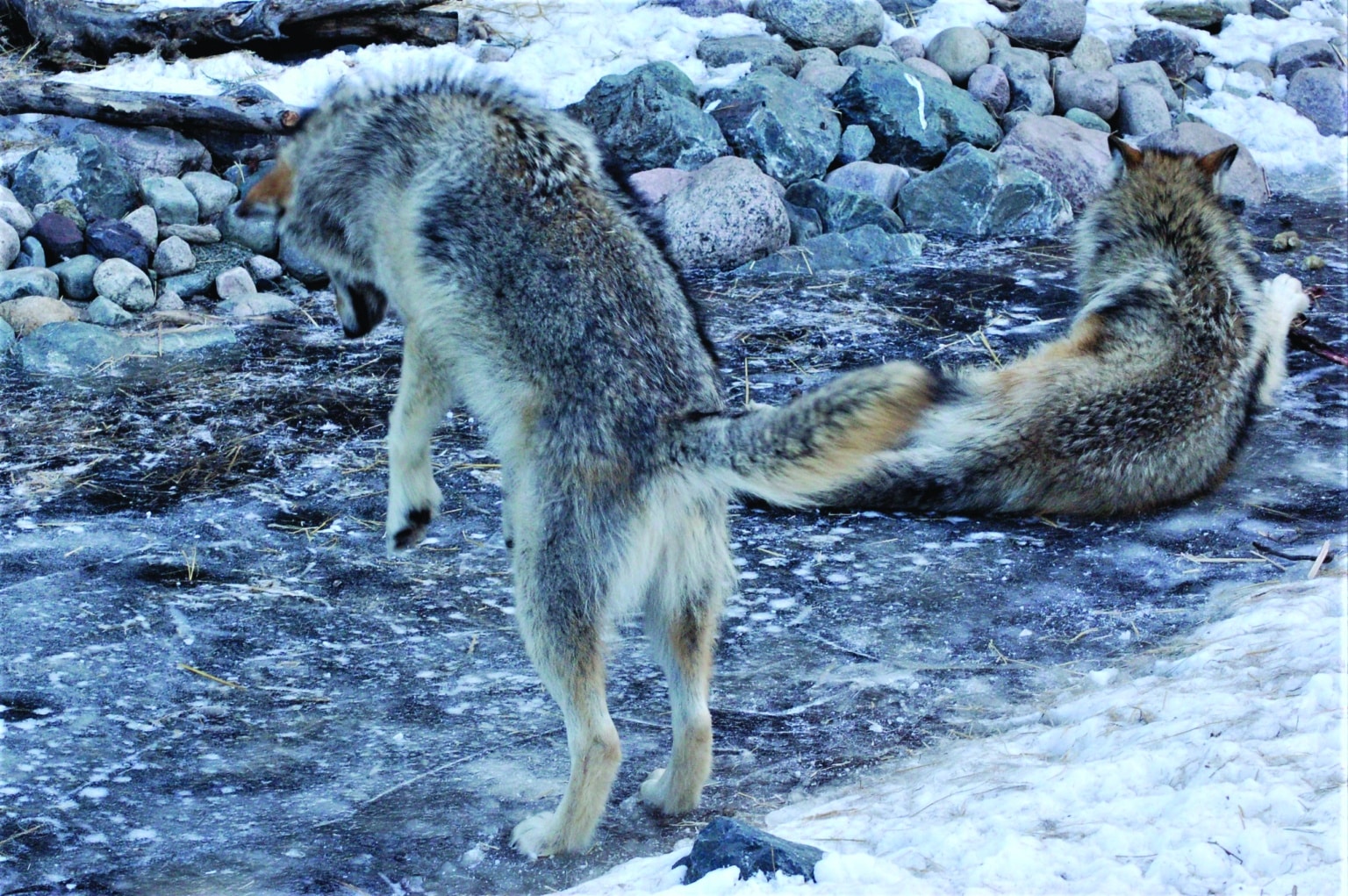 Wolf Ethogram H-P | International Wolf Center