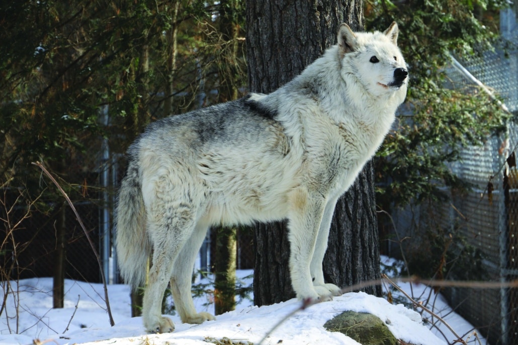 Pose | International Wolf Center