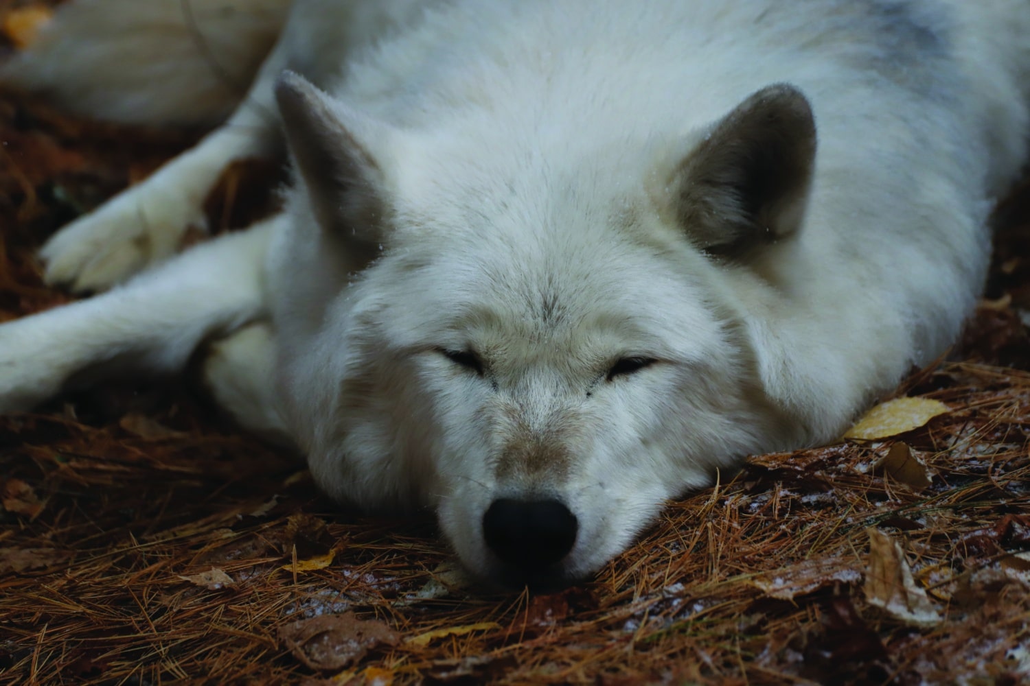 Wolf Ethogram R-S | International Wolf Center