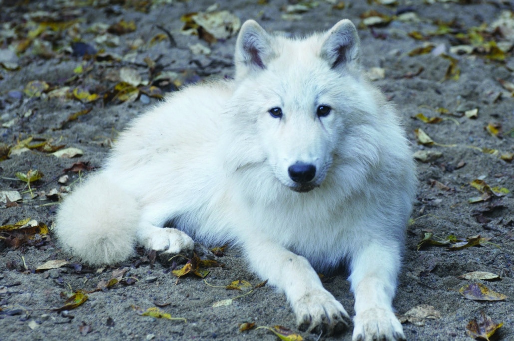 Wolf Ethogram R-S | International Wolf Center