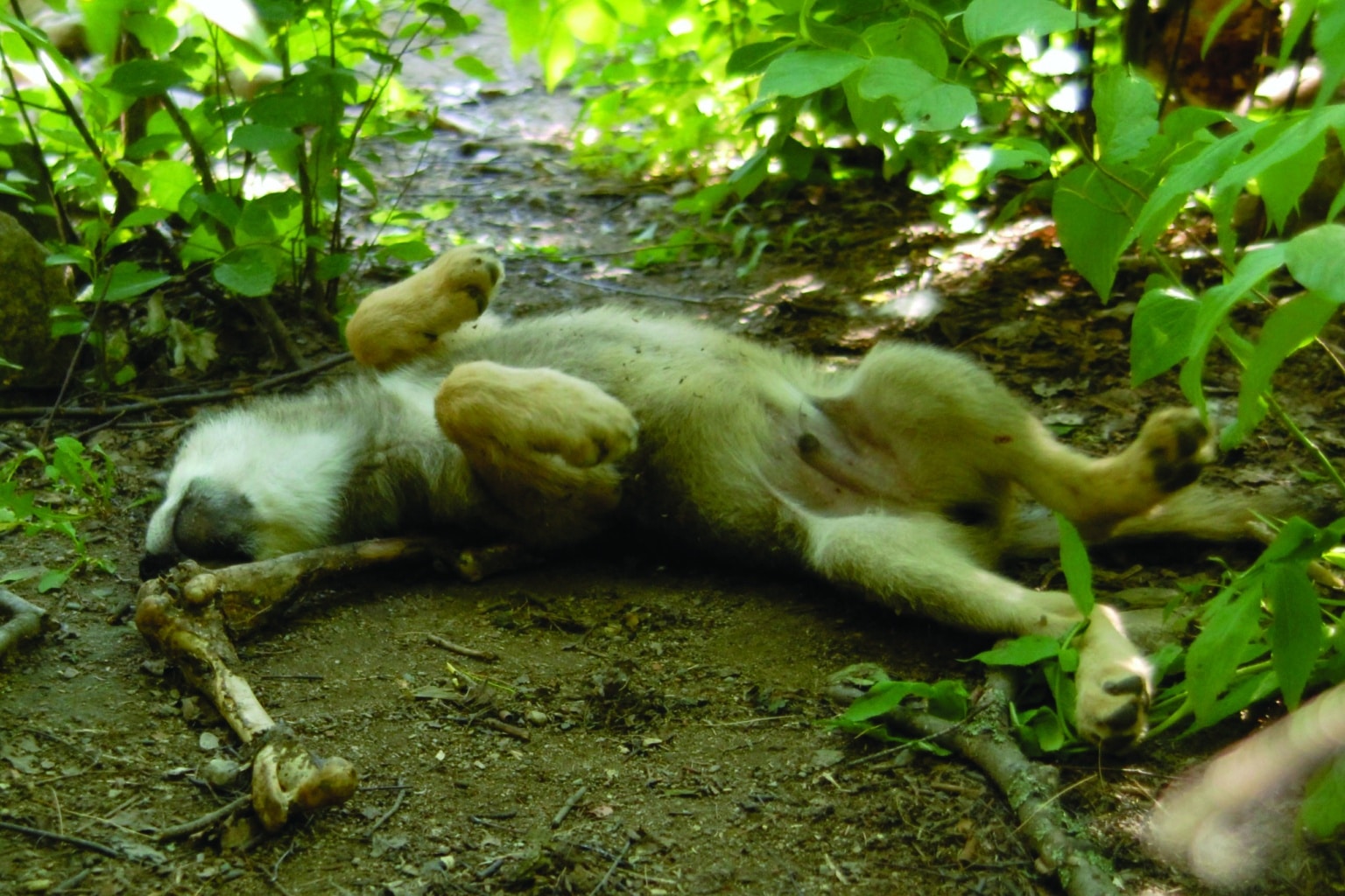 Wolf Ethogram R-S | International Wolf Center