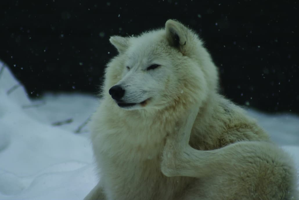 Scratch | International Wolf Center