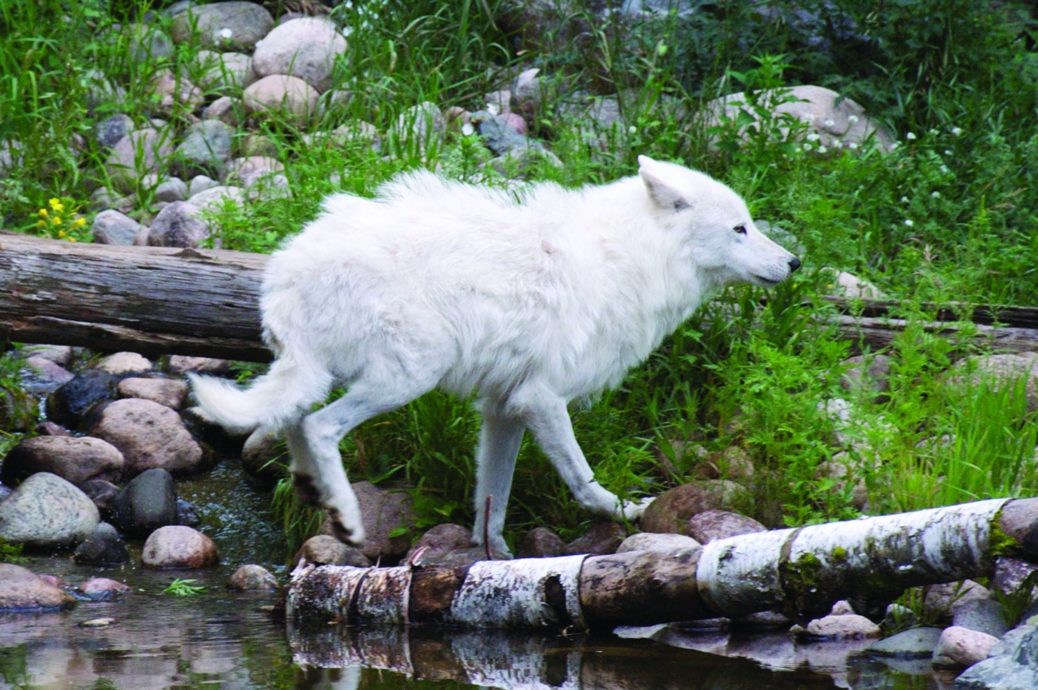 Wolf Ethogram T-Z | International Wolf Center