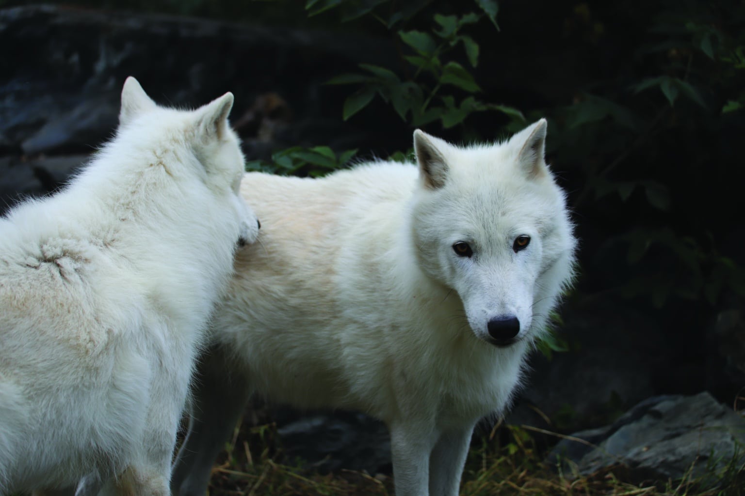 Wolf Ethogram T-Z | International Wolf Center