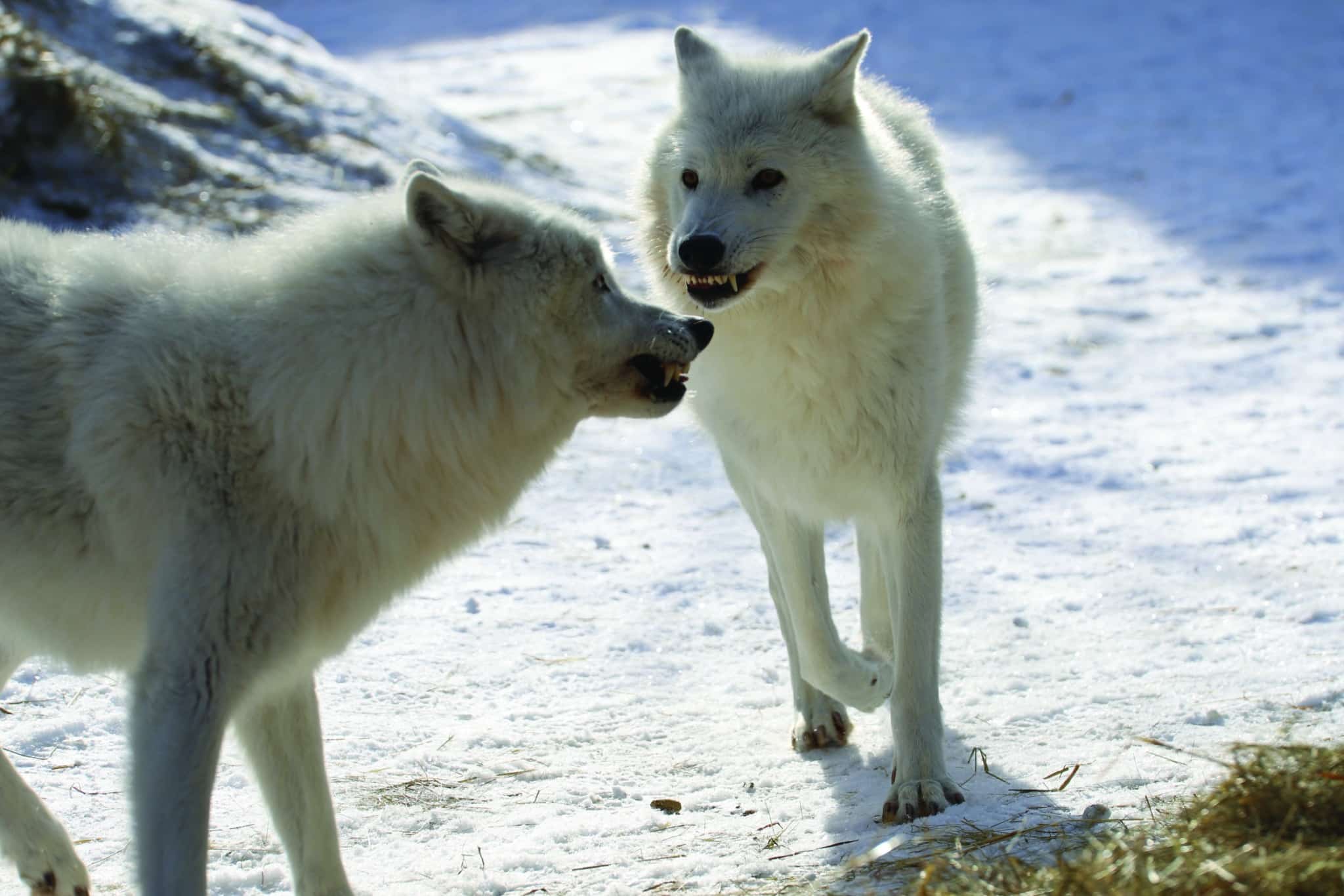 Wolf Ethogram T-Z | International Wolf Center