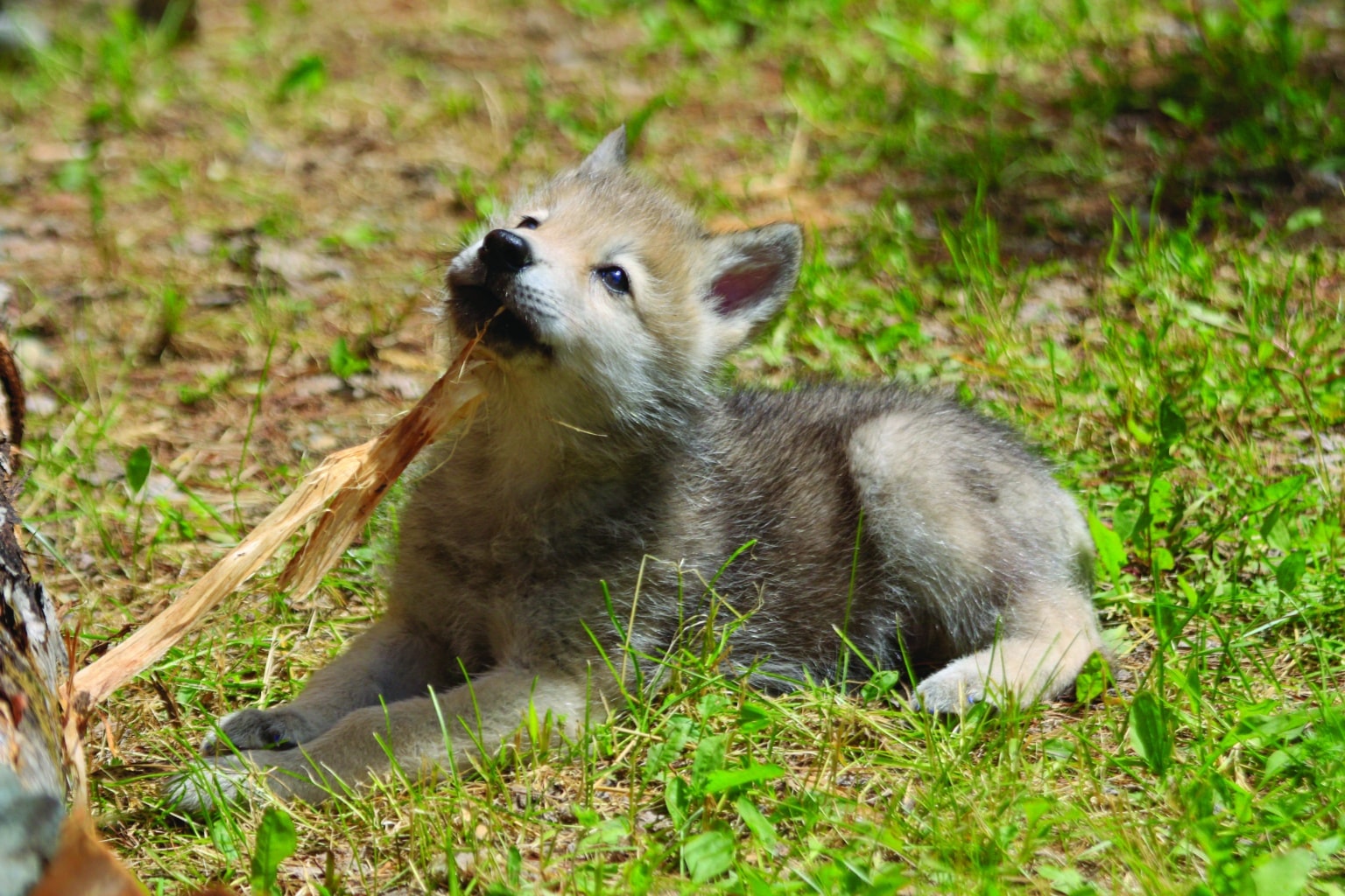 Wolf Ethogram T-Z | International Wolf Center