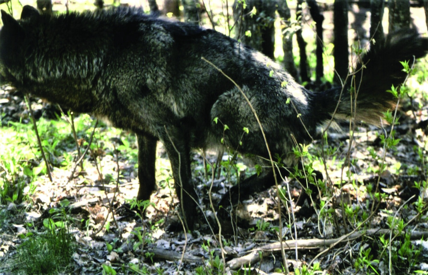 Wolf Ethogram T-Z | International Wolf Center