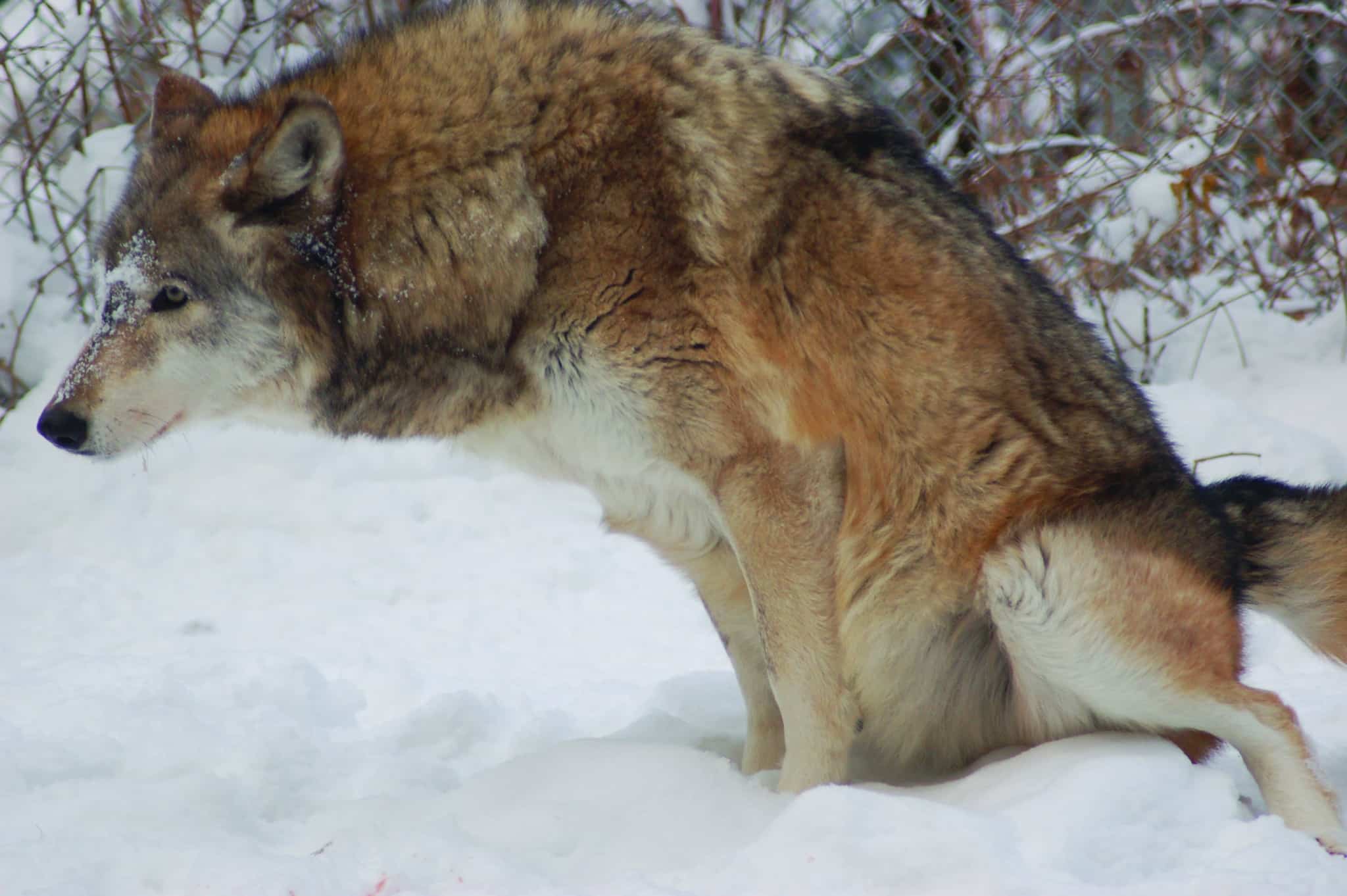 UrinationSquat | International Wolf Center