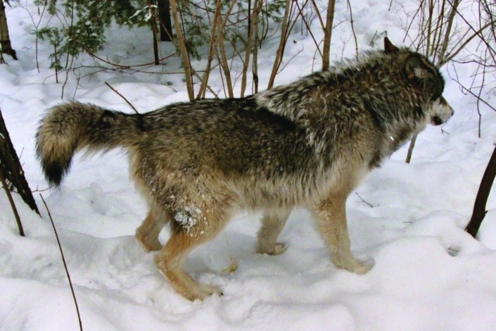 Wolf Ethogram T-Z | International Wolf Center