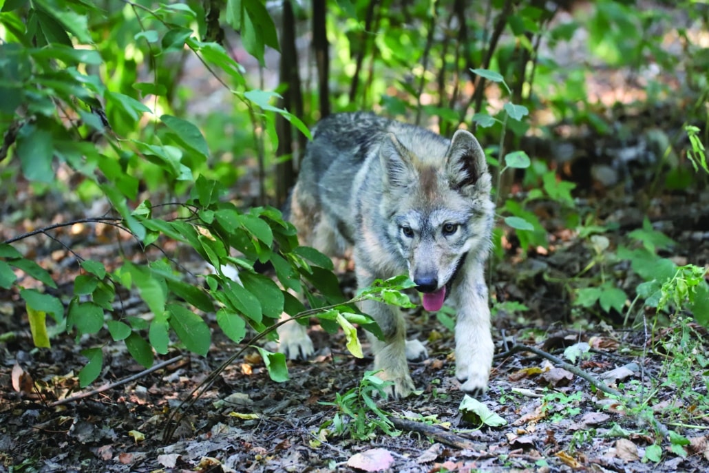 Wander | International Wolf Center