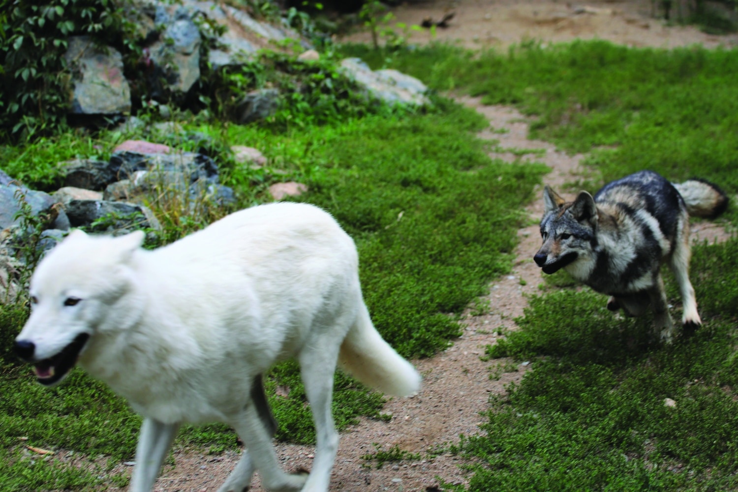 Wolf Ethogram A-G | International Wolf Center