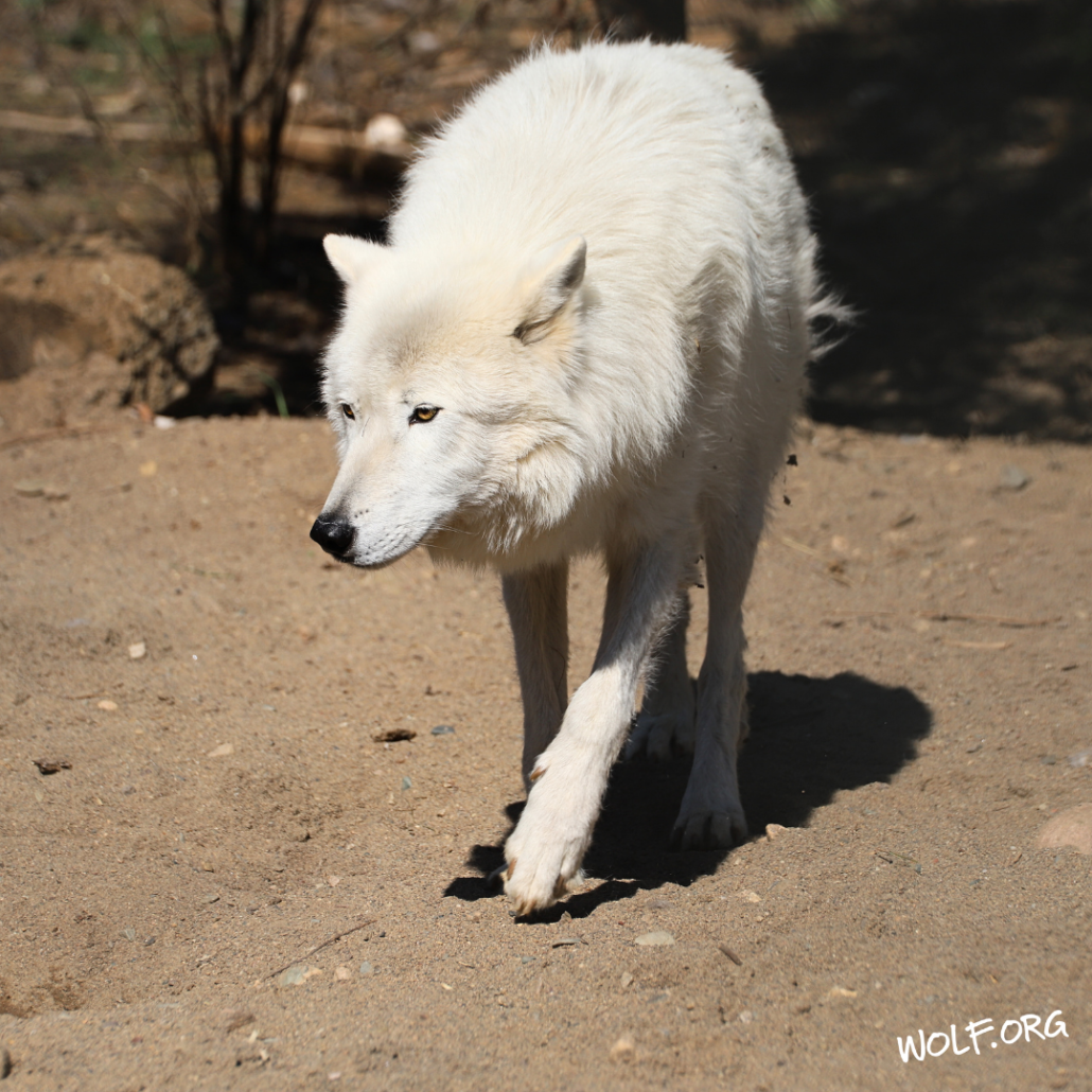 Fact or Scat Trivia | International Wolf Center