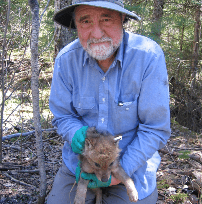 Memories of Wolves from the Superior National Forest Wolf-Deer Study ...