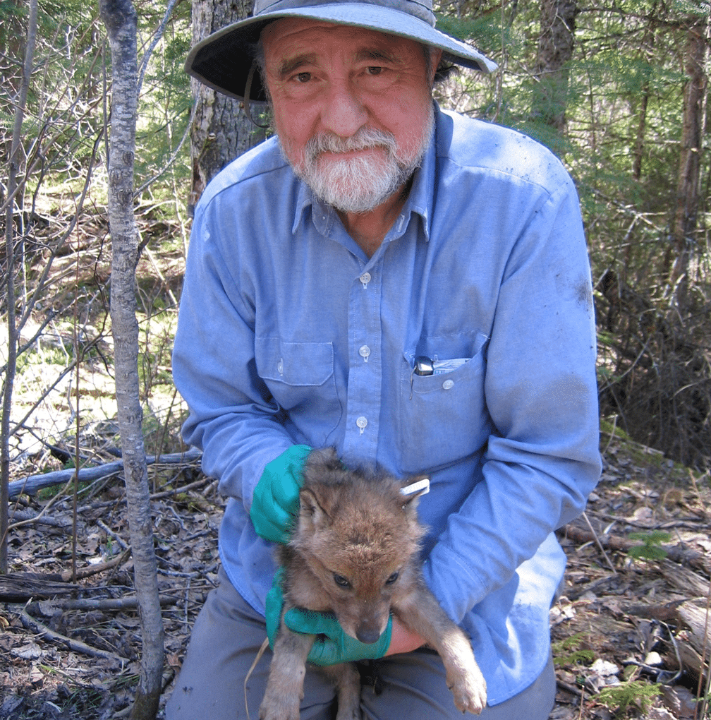 Memories of Wolves from the Superior National Forest Wolf-Deer Study ...