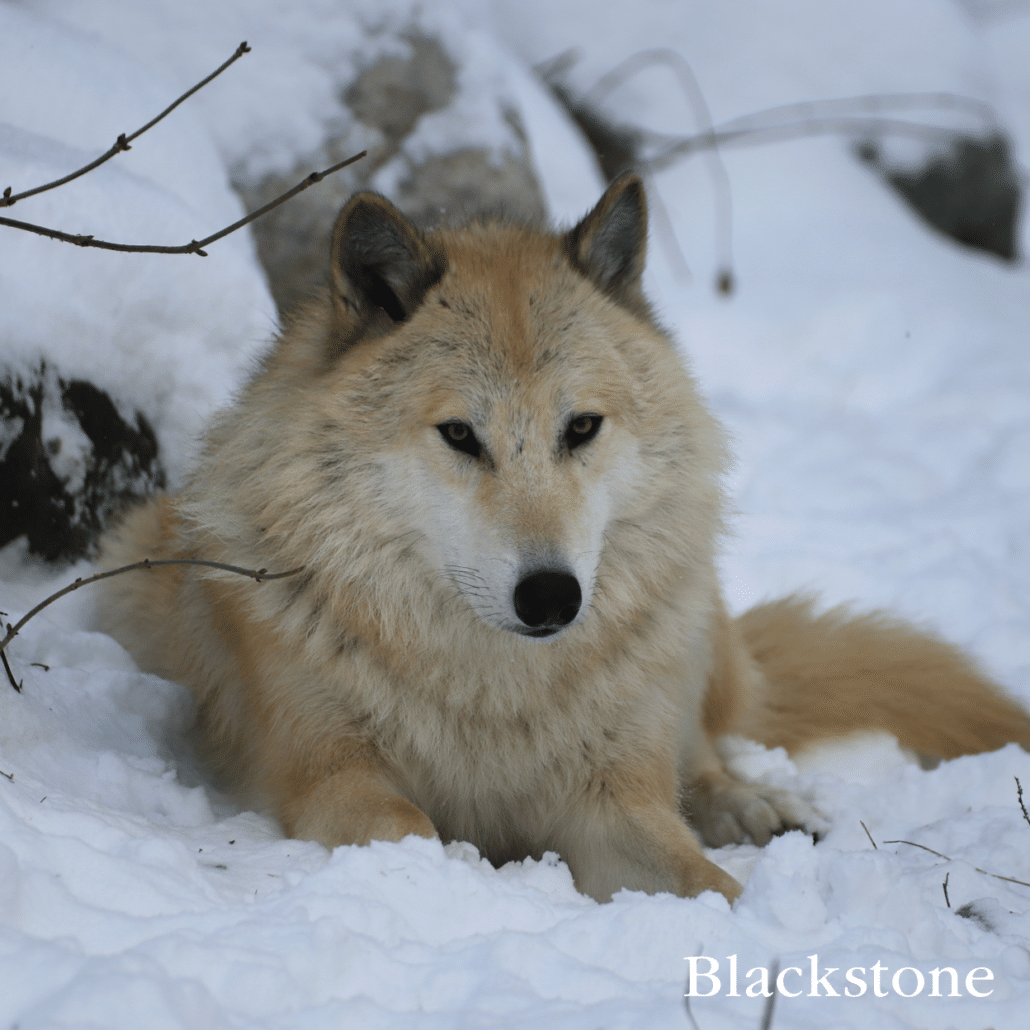 Wolf Guardian Sponsorship | International Wolf Center