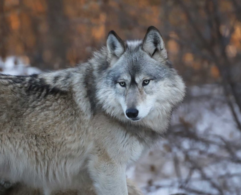About Us | International Wolf Center
