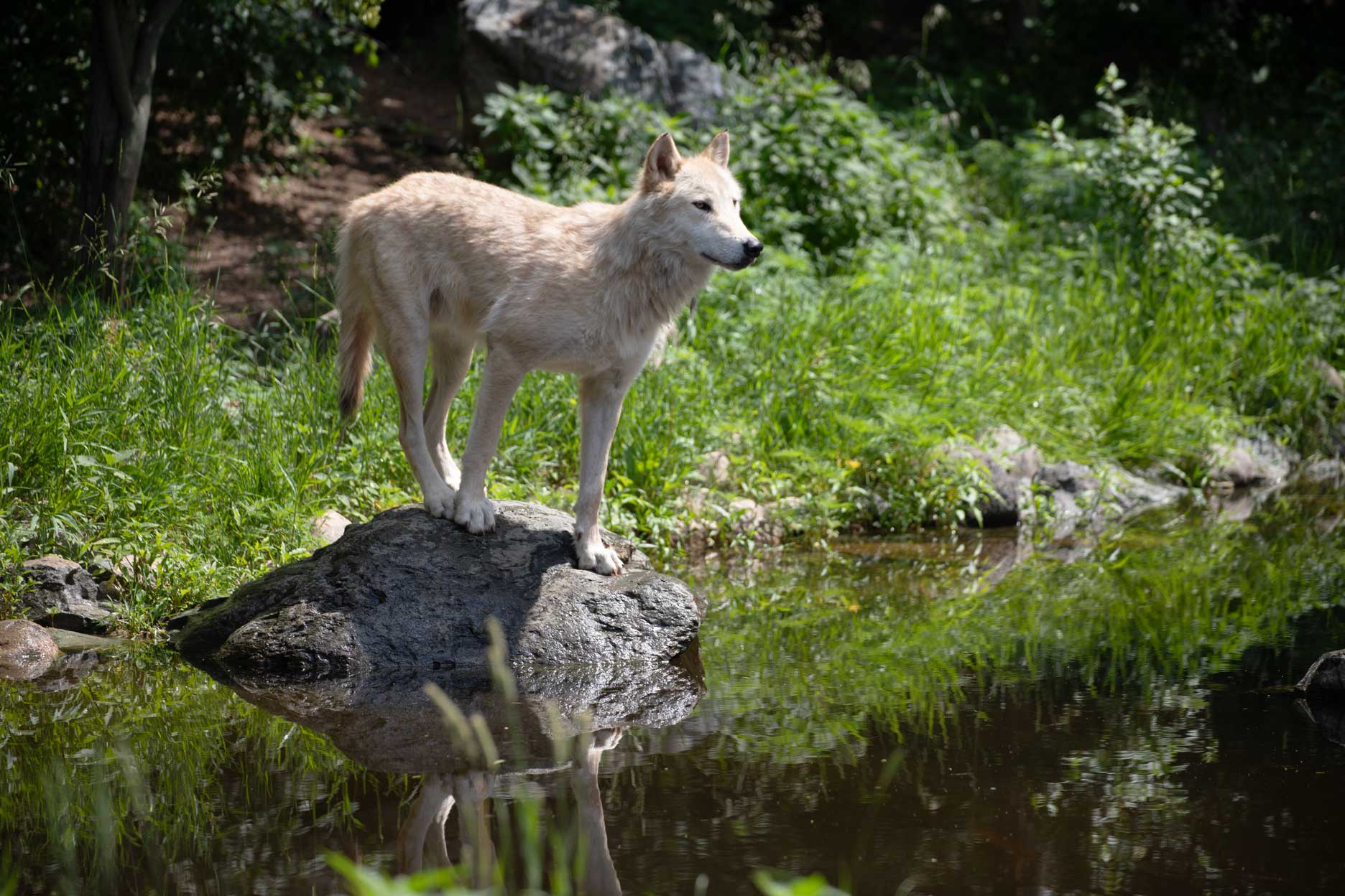 WCS_7-6-24_CZ-pose-on-pond-rock-ep_landscape | International Wolf Center