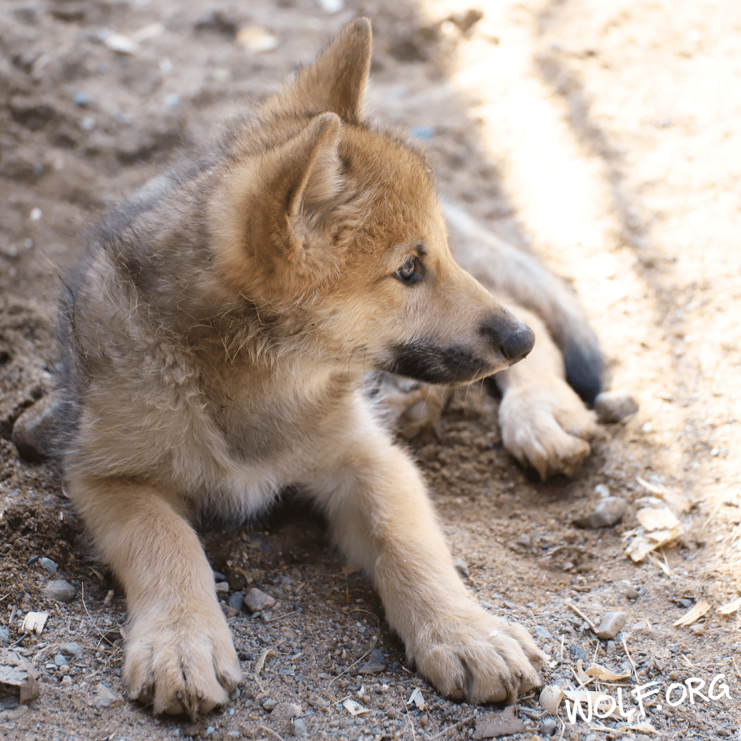 10.11_watermarked_WCS_6-4-22_BB_rest_sphinx sprawled_landscape.jpg ...