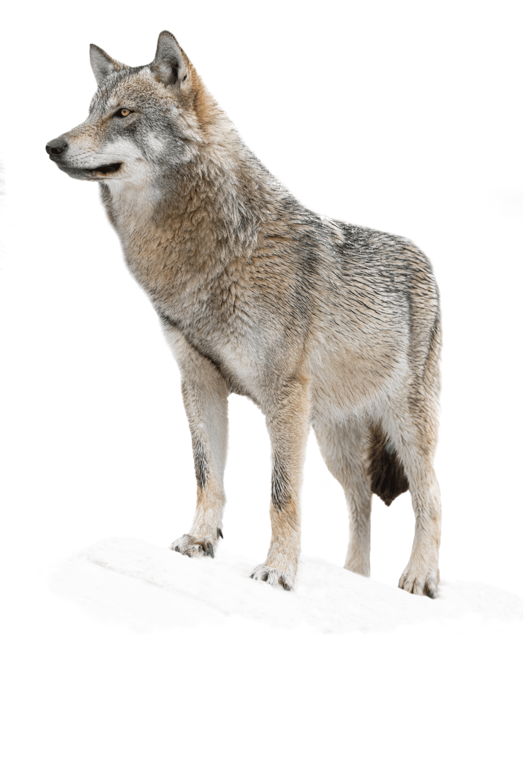 THE WOLF IN CHINA: FROM REVILED TO REVERED | International Wolf Center