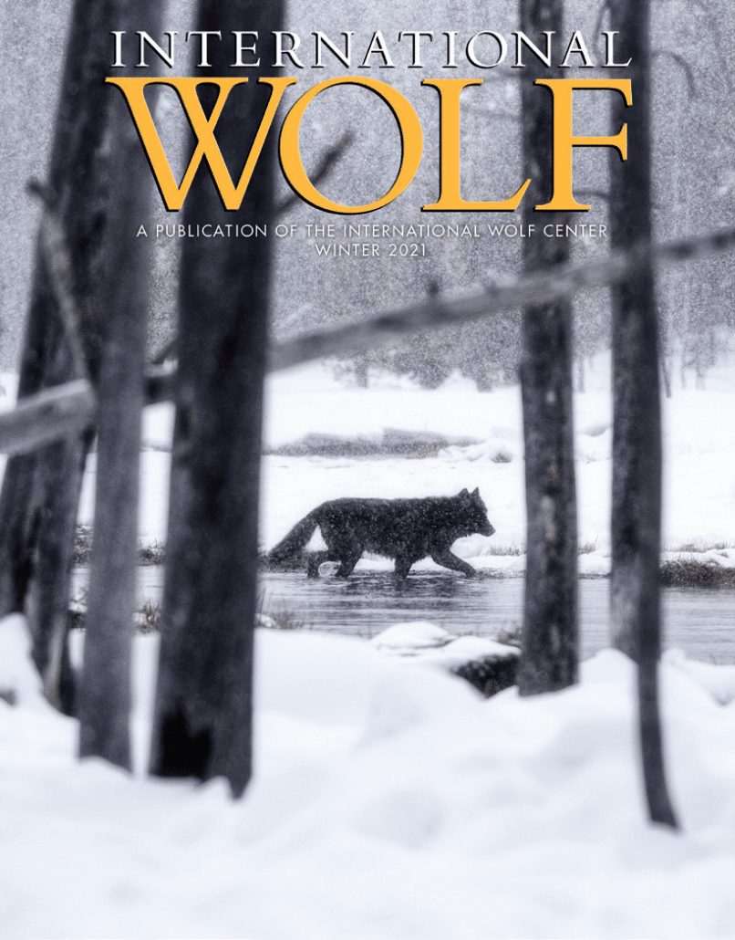 Winter 2021 Cover_IW | International Wolf Center